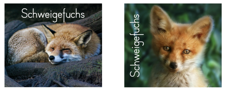 Fuchs – Klassengezwitscher